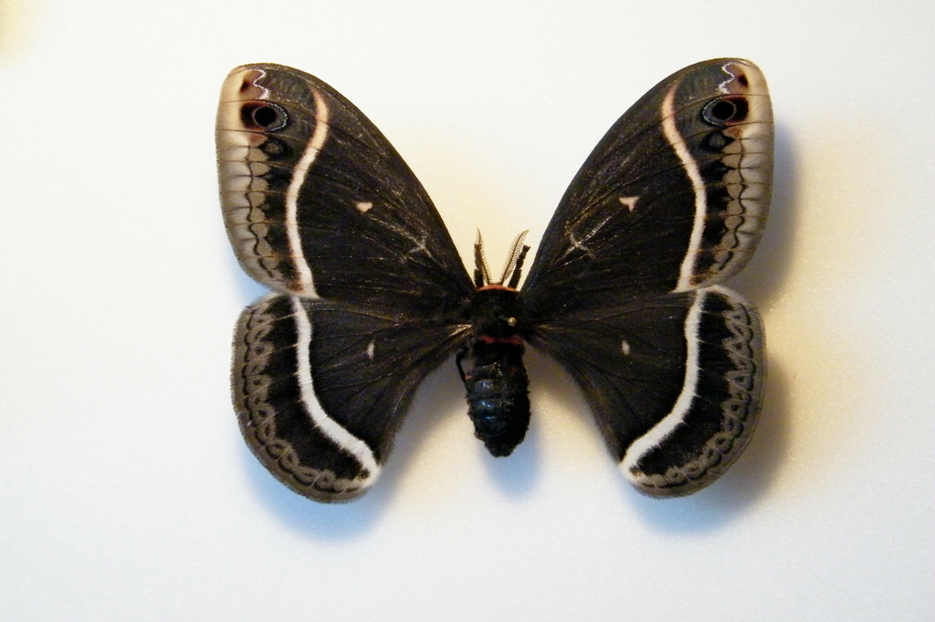 Eupackardia calleta USA - World of Butterflies and Moths