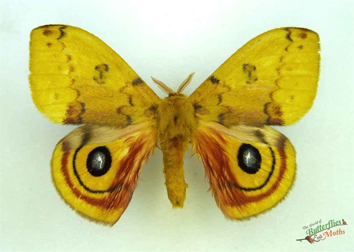 Automeris io USA Male - World of Butterflies and Moths