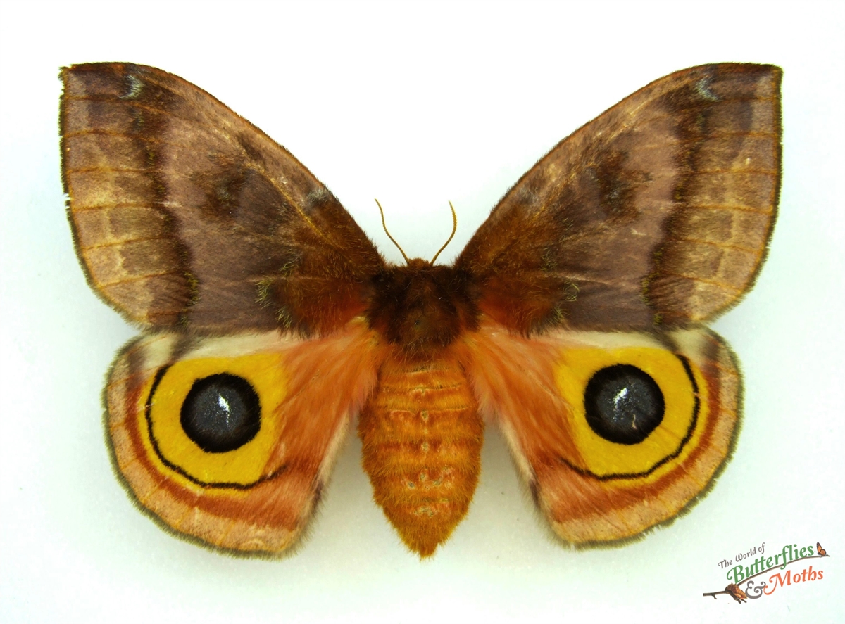 Automeris io USA Male - World of Butterflies and Moths