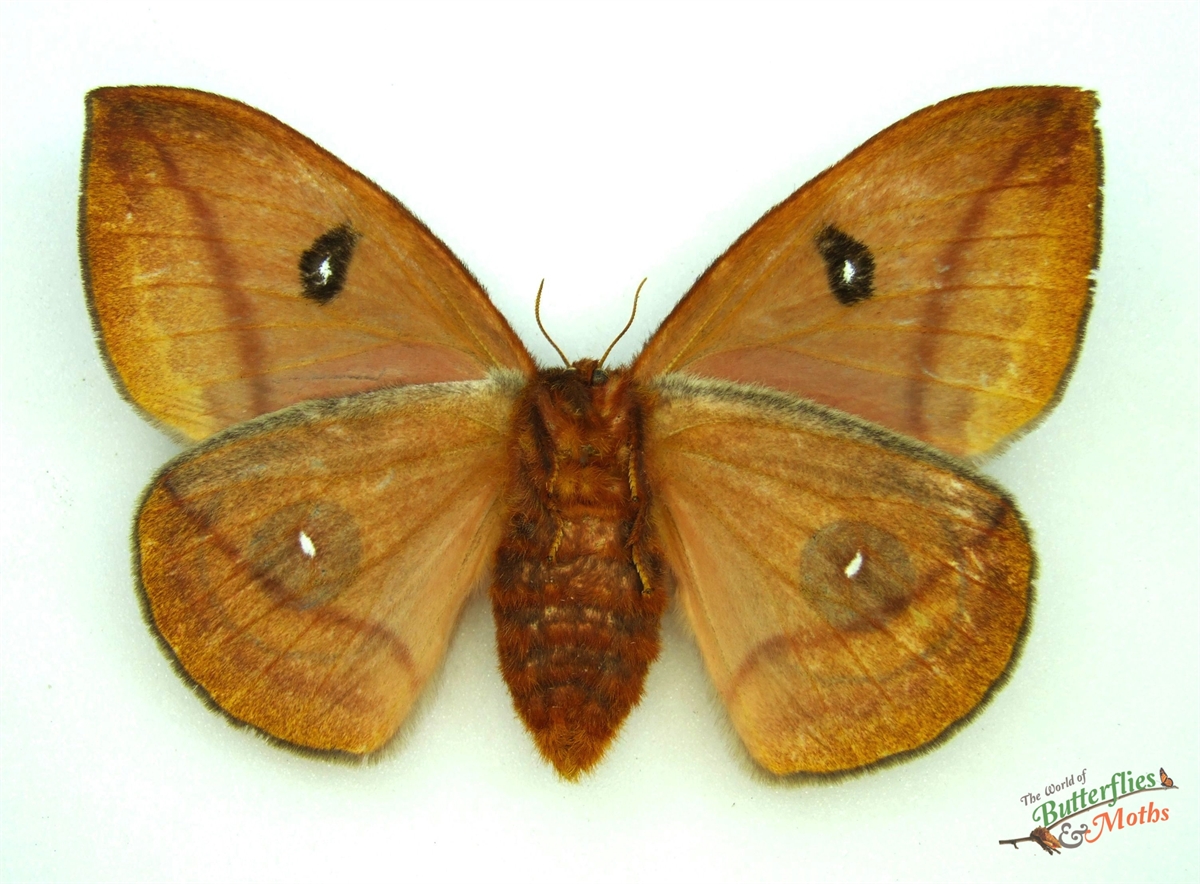 Automeris io USA Male - World of Butterflies and Moths