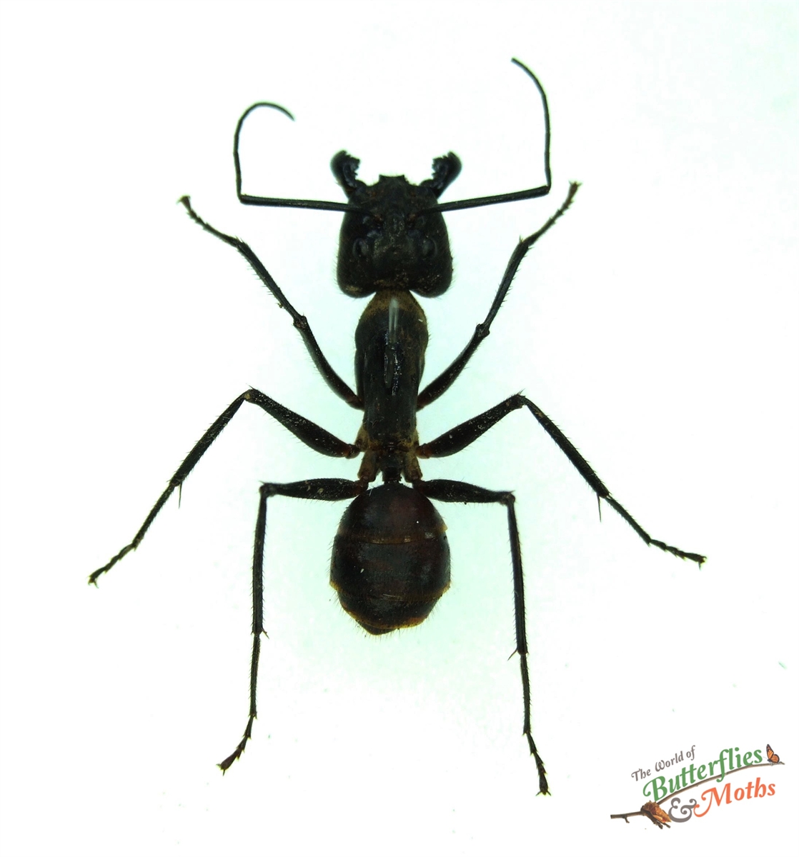 Soldier Ant Dinomyrmex (Camponotus) gigas SUMATRA - World of ...