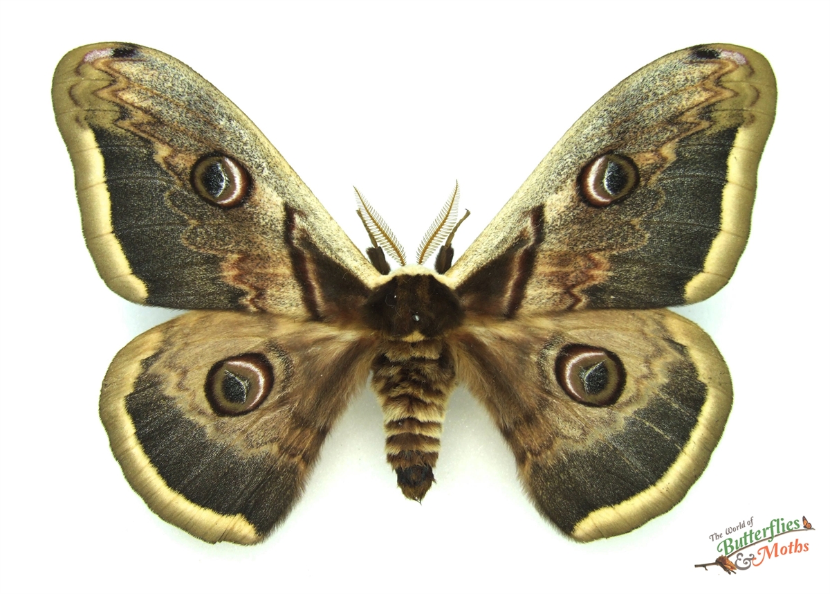 Saturnia pyri Giant Peacock Moth - World of Butterflies and Moths