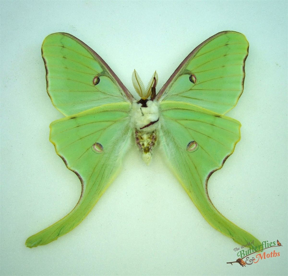 Actias luna American Moon Moth USA - World of Butterflies and Moths