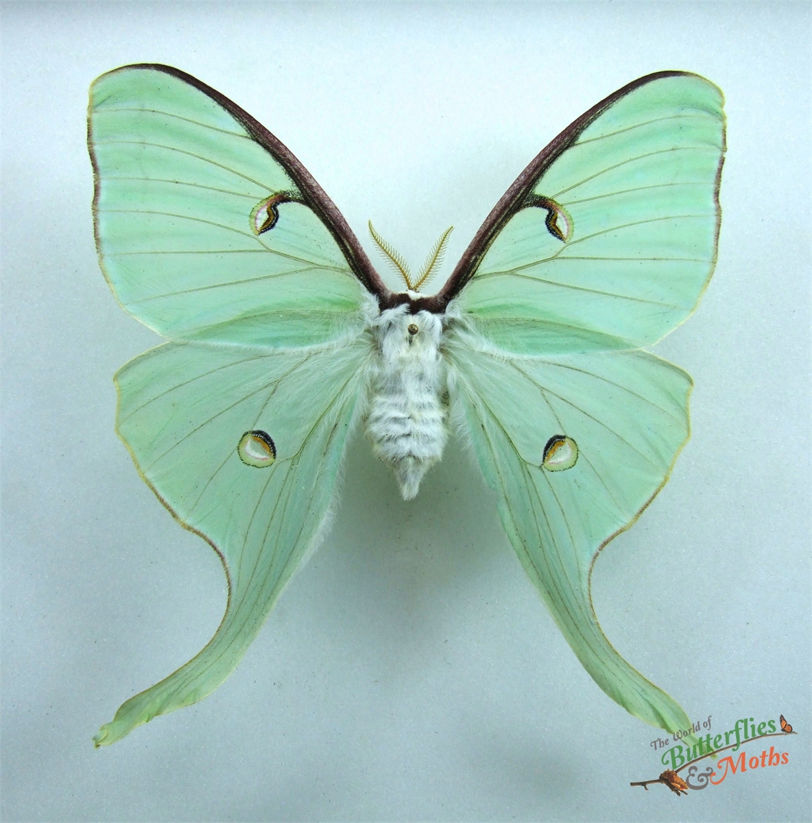 American Moon Moth