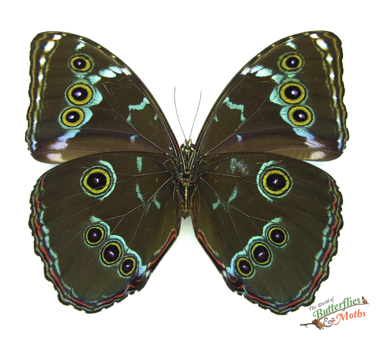 Banded Morpho Butterfly Stunning Blue Butterflies From Around The