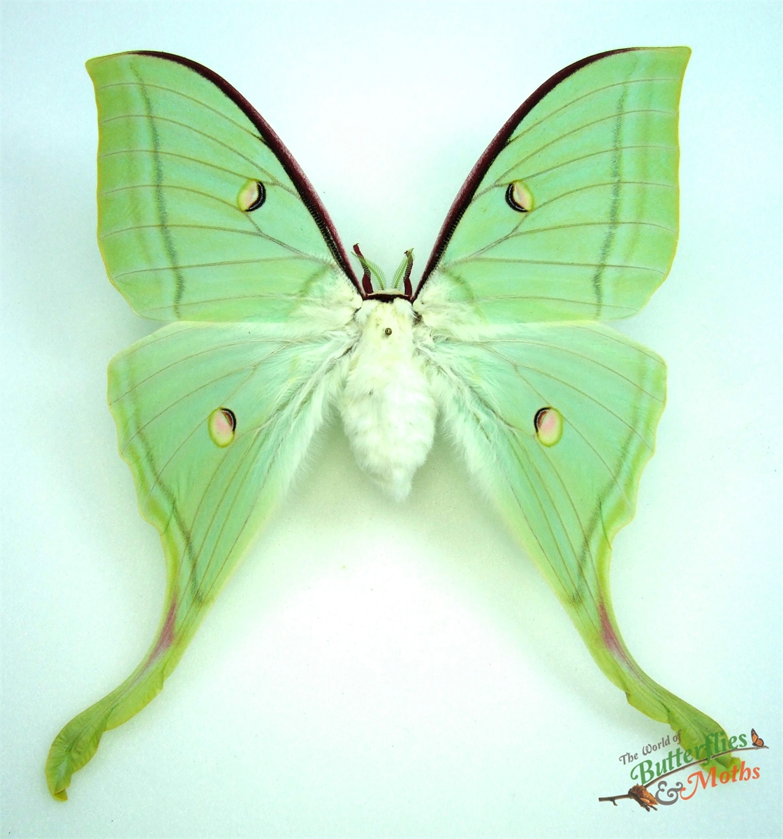 Actias selene INDIAN MOON SILKMOTH Thailand - World of Butterflies and ...