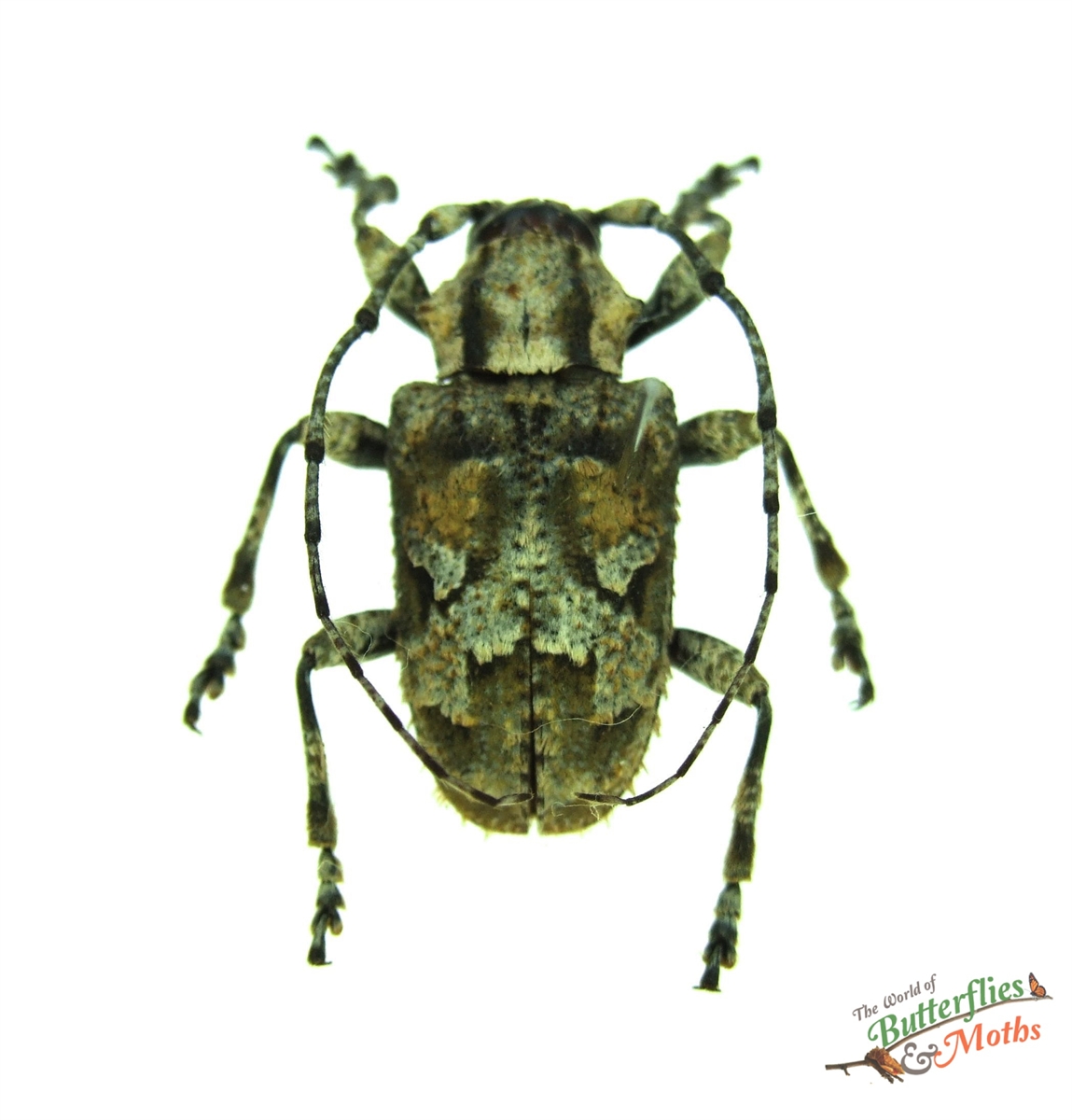 idactus ellioti MADAGASCAR - World of Butterflies and Moths