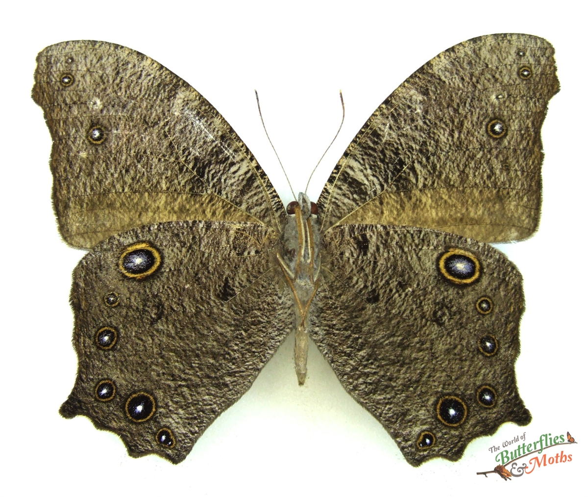 Melanitis leda celebicola Ambon SERAM - World of Butterflies and Moths