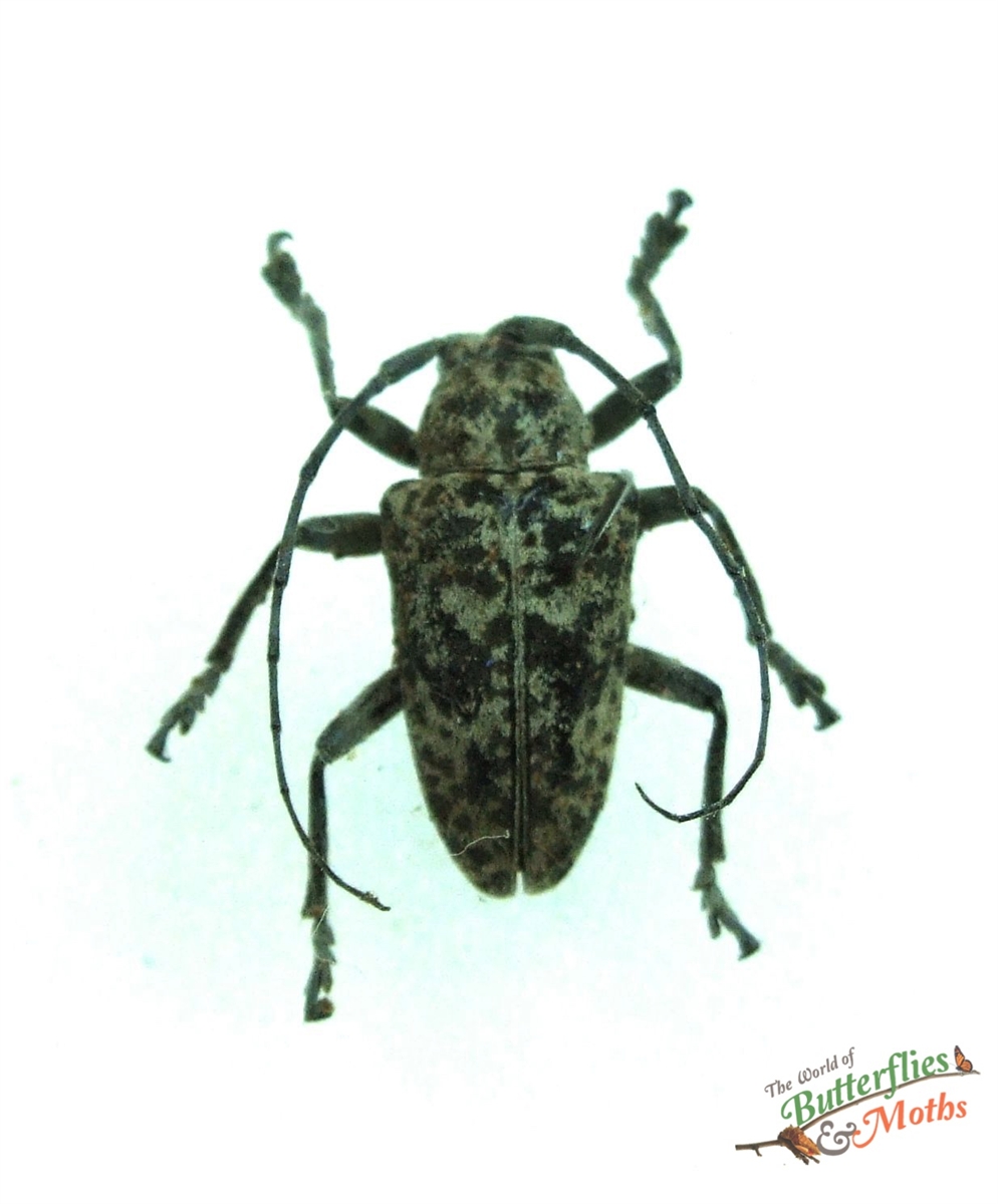 Frea sparsa MADAGASCAR - World of Butterflies and Moths