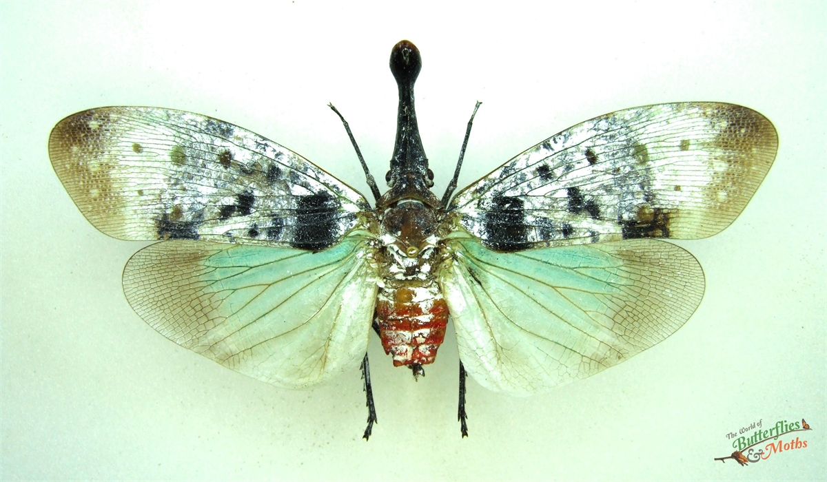 Pyrops clavata mizunumai THAILAND - World of Butterflies and Moths