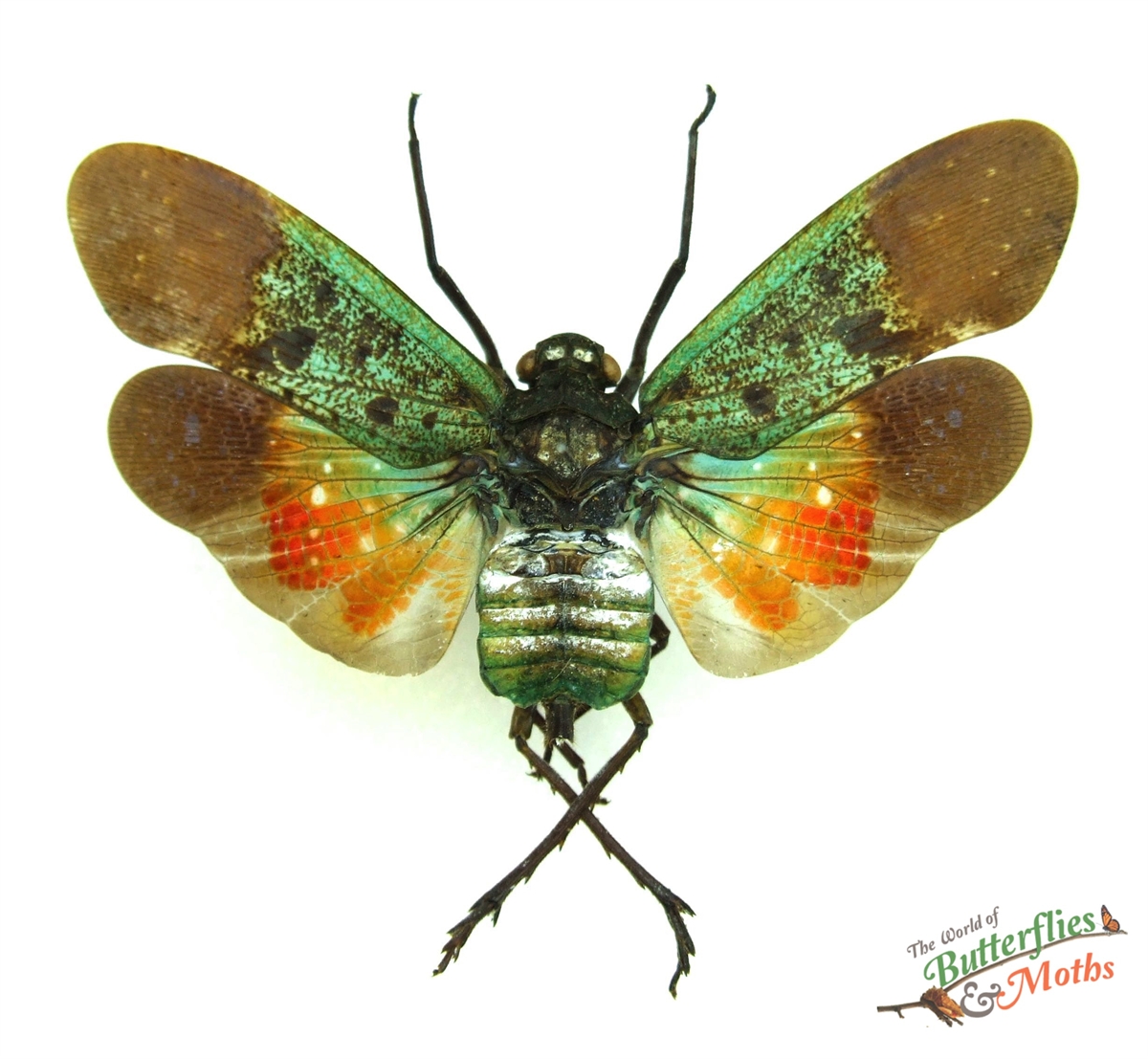 Penthicodes farinosa tullia SULAWESI - World of Butterflies and Moths