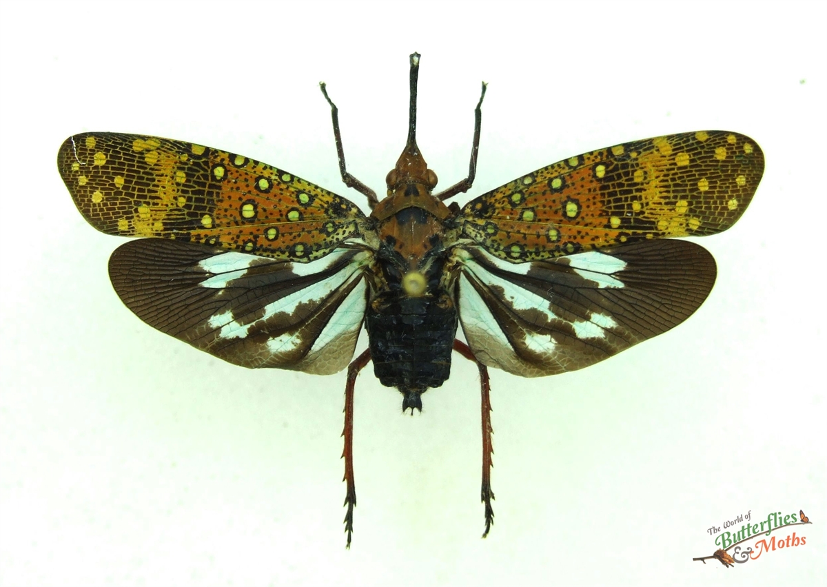 Saiva bullata THAILAND - World of Butterflies and Moths