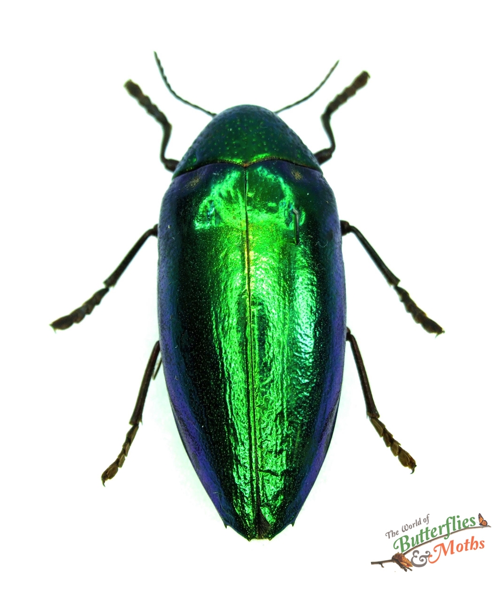 Sternocera aequisignata THAILAND - World of Butterflies and Moths