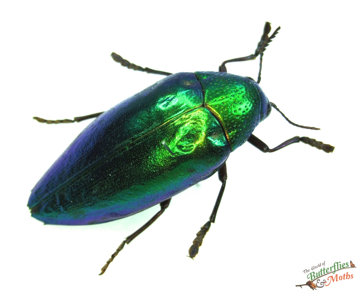 Sternocera aequisignata THAILAND - World of Butterflies and Moths