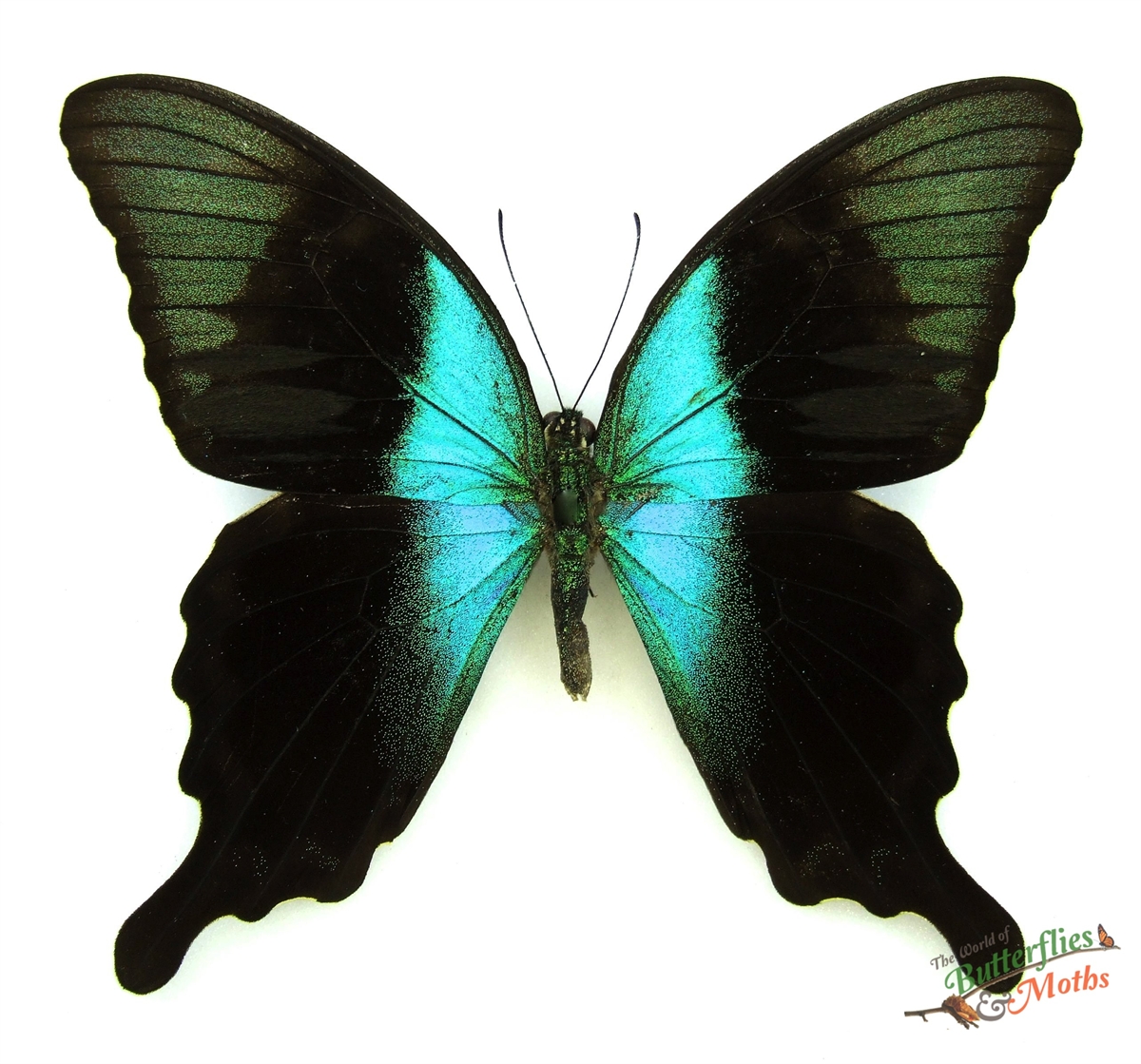 Papilio peranthus adamantius SULAWESI - World of Butterflies and Moths