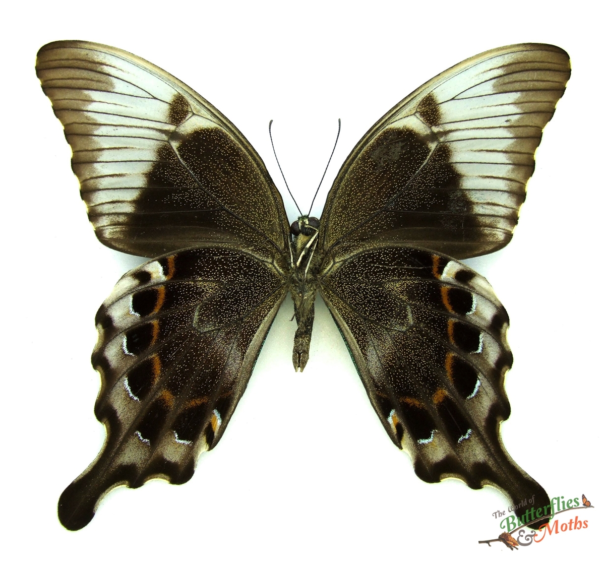 Papilio peranthus adamantius SULAWESI - World of Butterflies and Moths