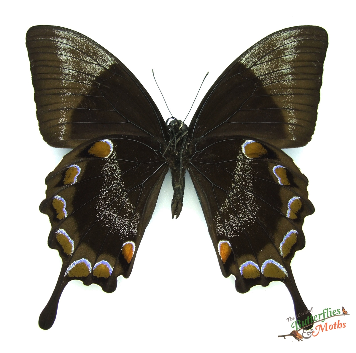 Papilio ulysses Blue Mountain Swallowtail SERAM - World of Butterflies ...