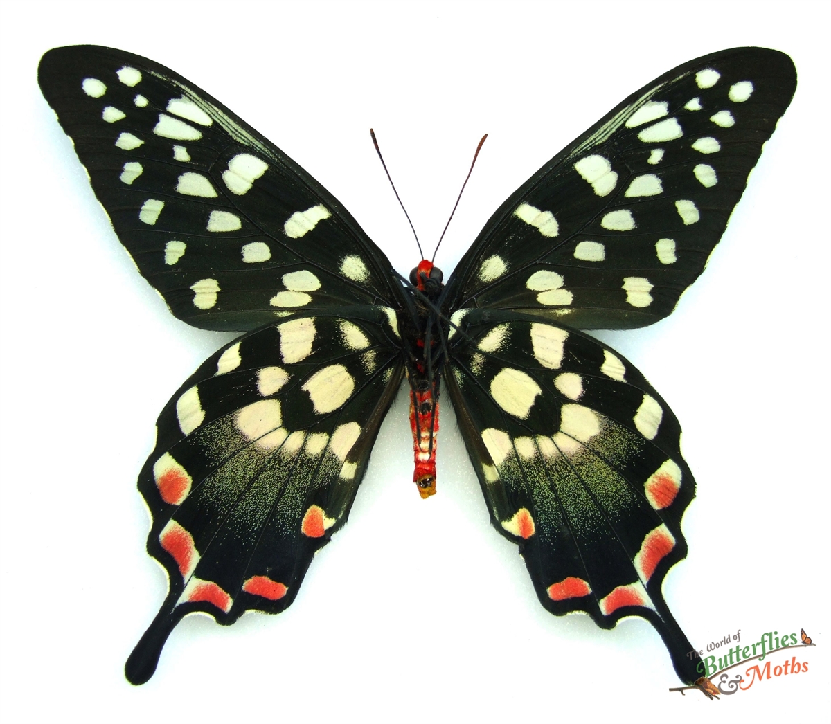 Pharmacophagus (Papilio) antenor Giant Swallowtail MADAGASCAR - World ...