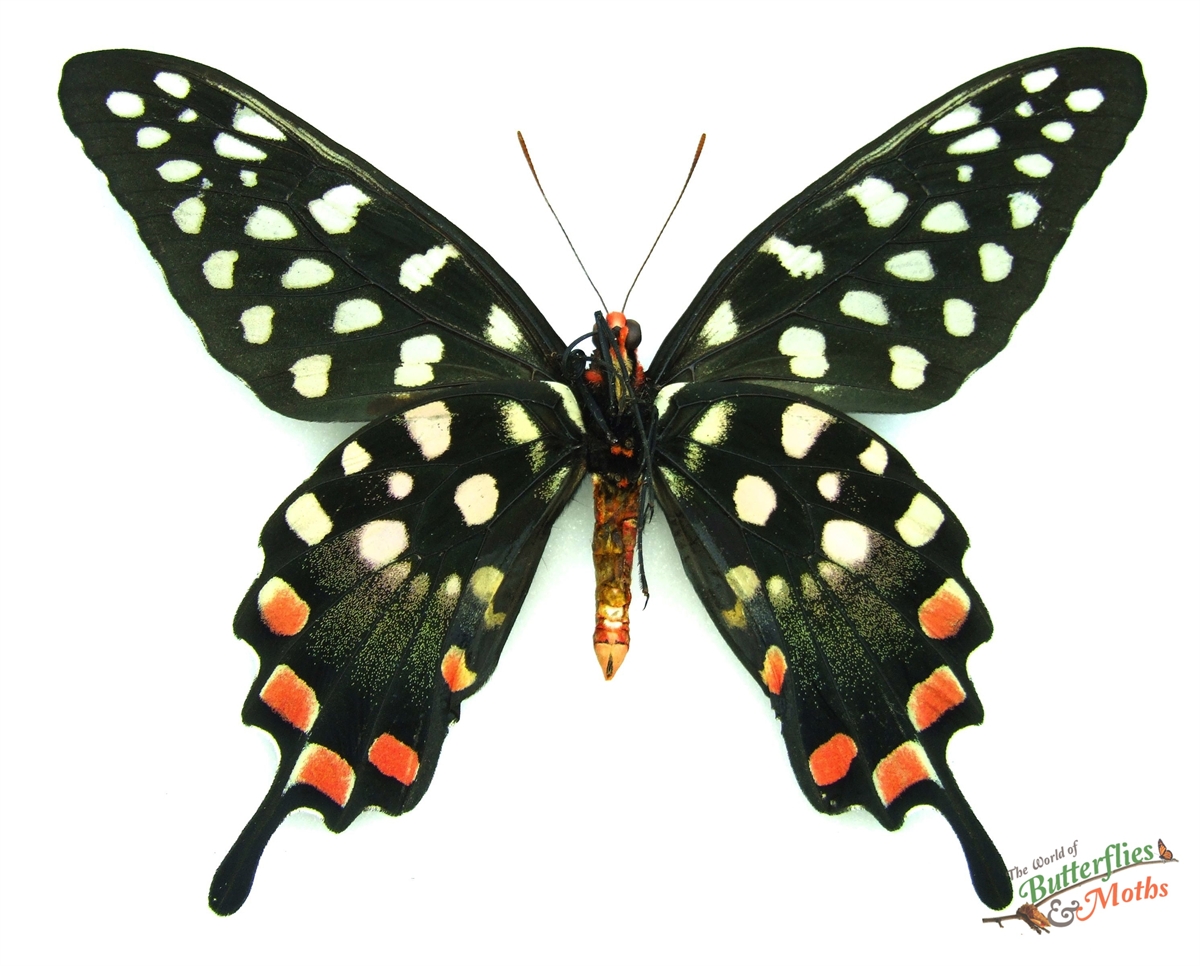 Pharmacophagus (Papilio) antenor Giant Swallowtail MADAGASCAR - World ...