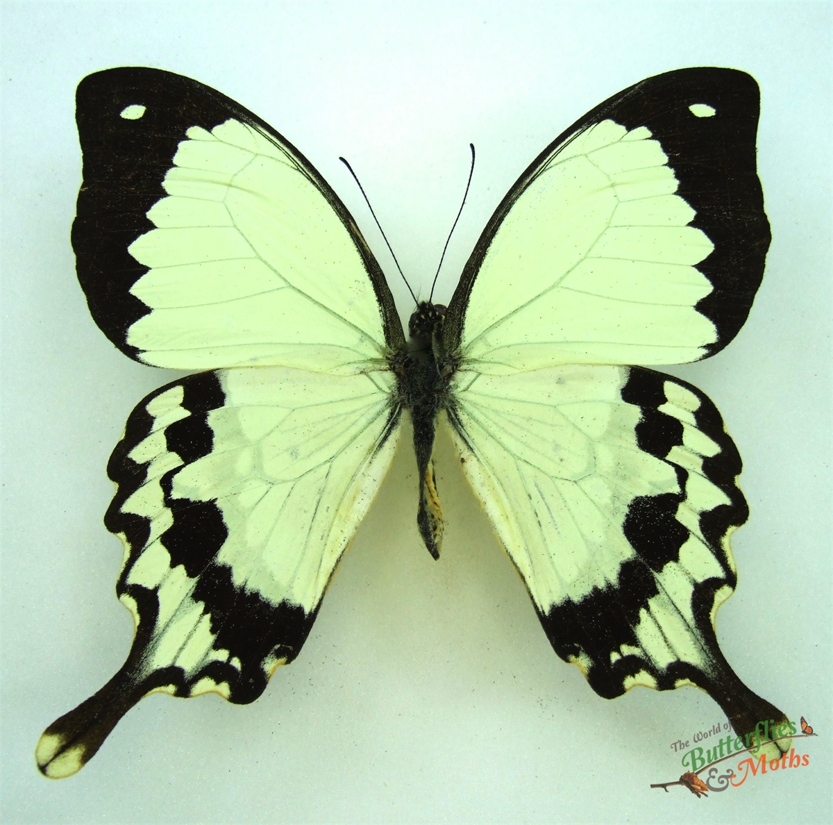 Papilio dardanus meriones MADAGASCAR - World of Butterflies and Moths