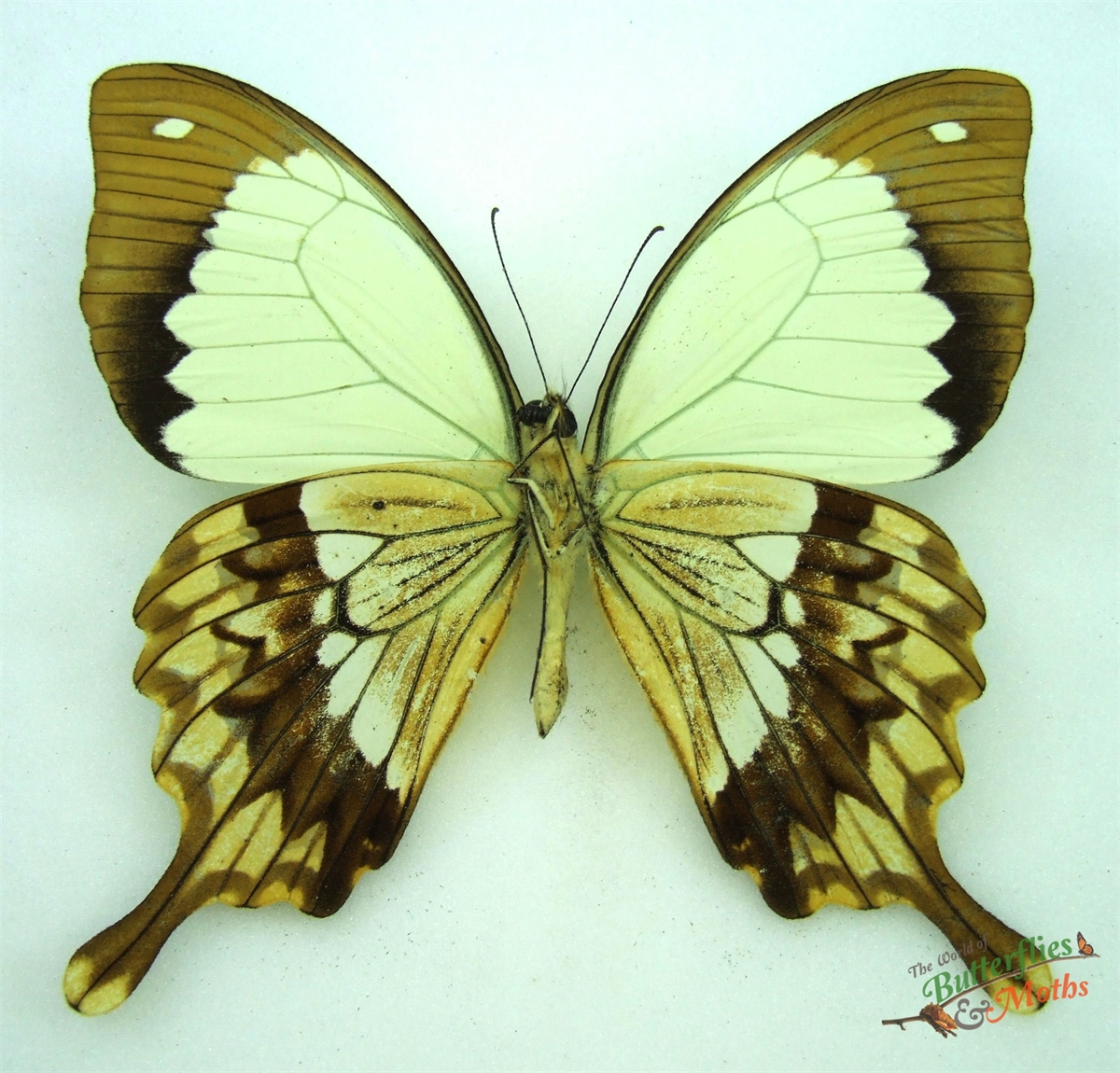 Papilio dardanus meriones MADAGASCAR - World of Butterflies and Moths