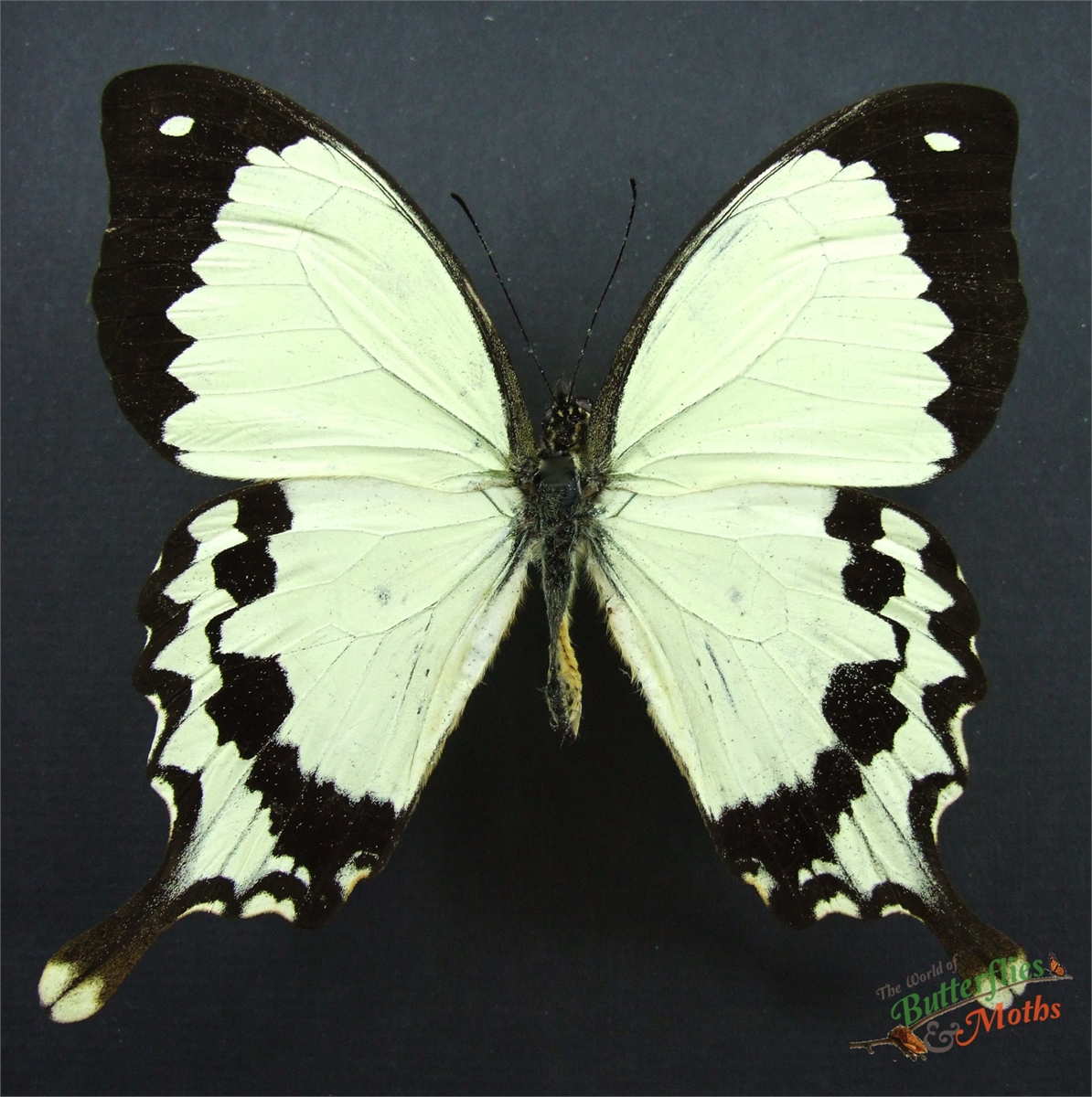 Papilio dardanus meriones MADAGASCAR - World of Butterflies and Moths