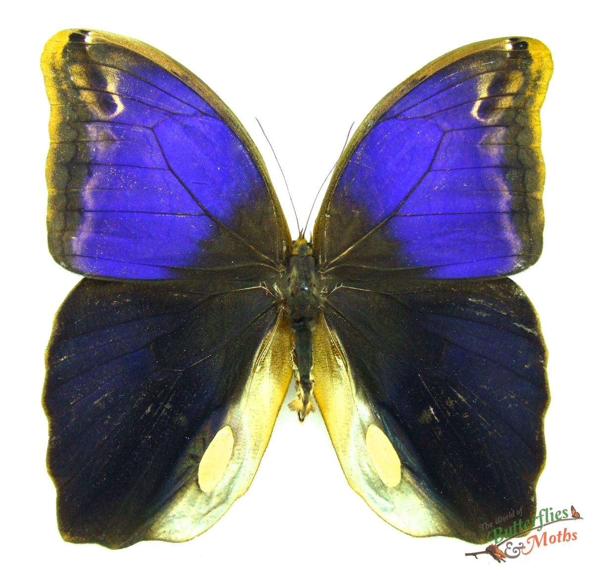 Eryphanis automedon (polyxena) COSTA RICA - World of Butterflies and Moths