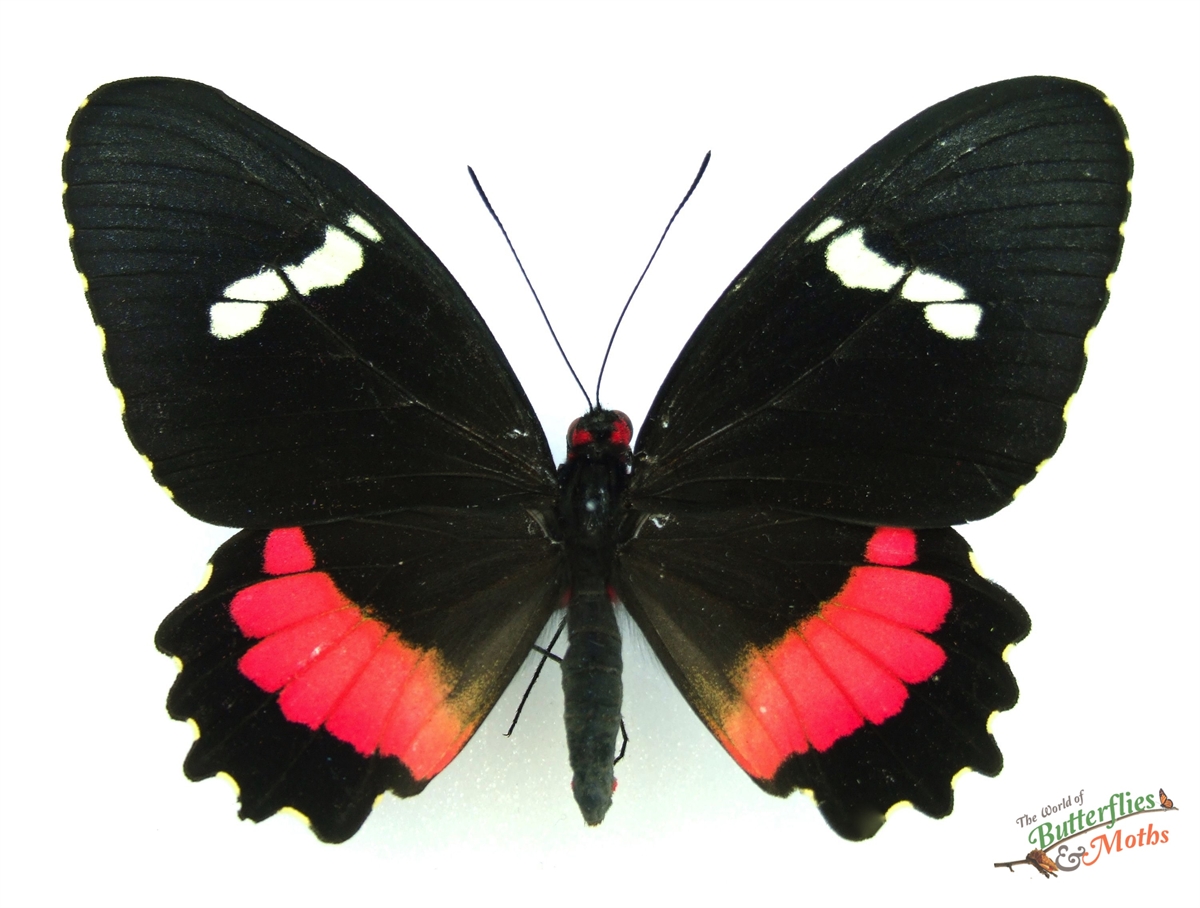 Parides iphidamas COSTA RICA - World of Butterflies and Moths