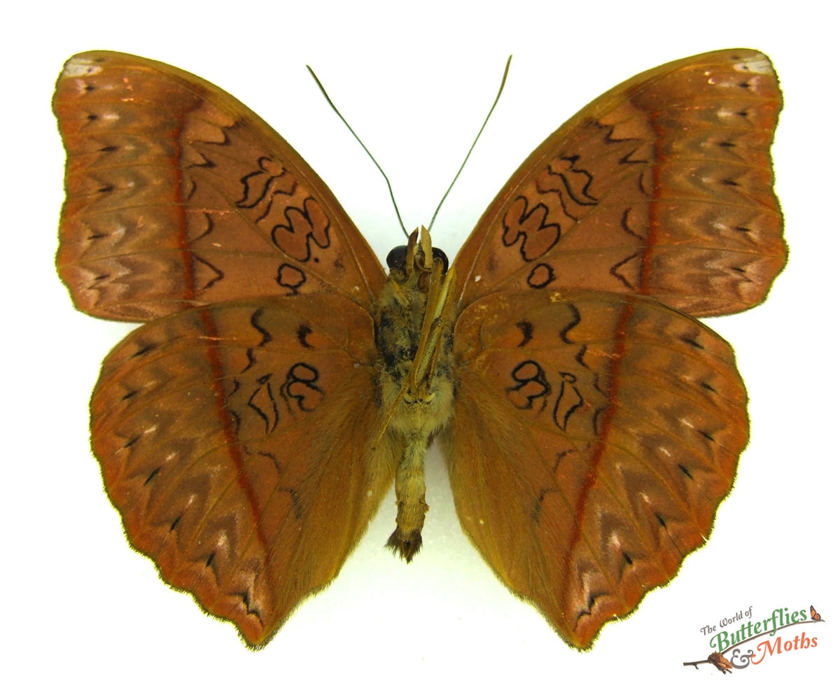 Cymothoe sangaris Blood Red Glider AFRICA - World of Butterflies and Moths