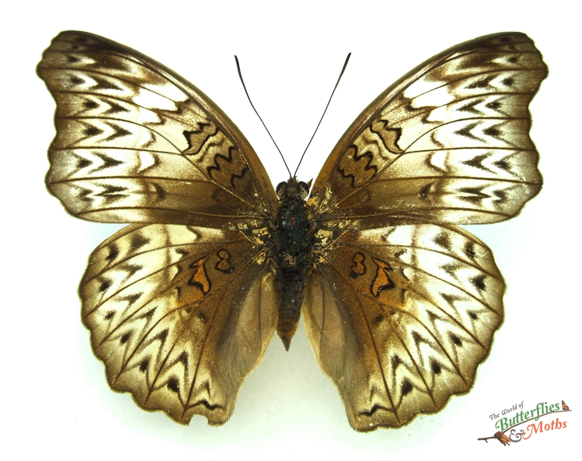 Cymothoe sangaris Blood Red Glider AFRICA - World of Butterflies and Moths