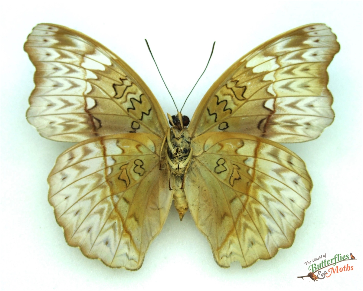 Cymothoe sangaris Blood Red Glider AFRICA - World of Butterflies and Moths