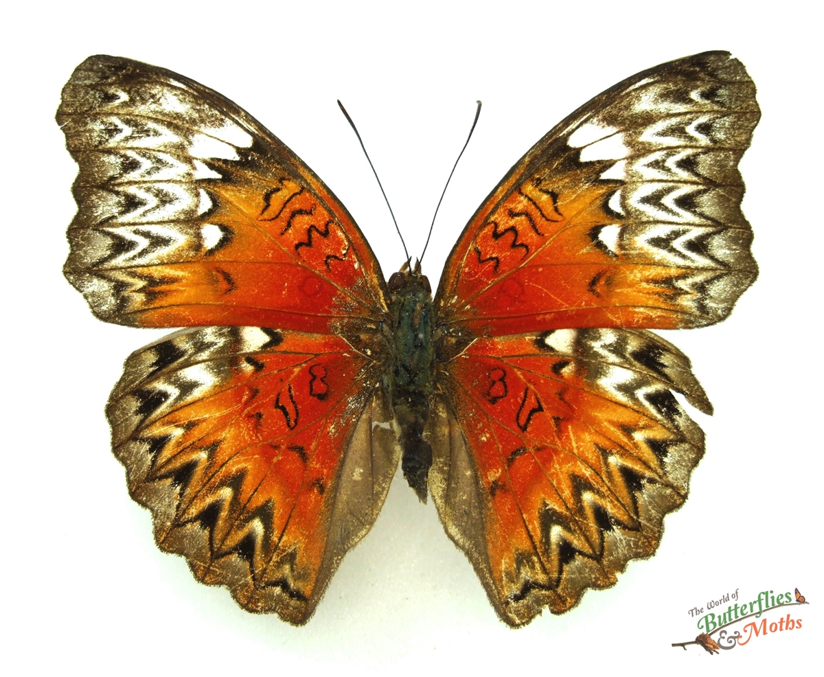 Cymothoe sangaris Blood Red Glider AFRICA - World of Butterflies and Moths