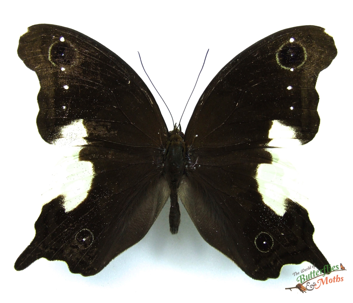 Neorina lowii neophyta MALAYSIA owl - World of Butterflies and Moths