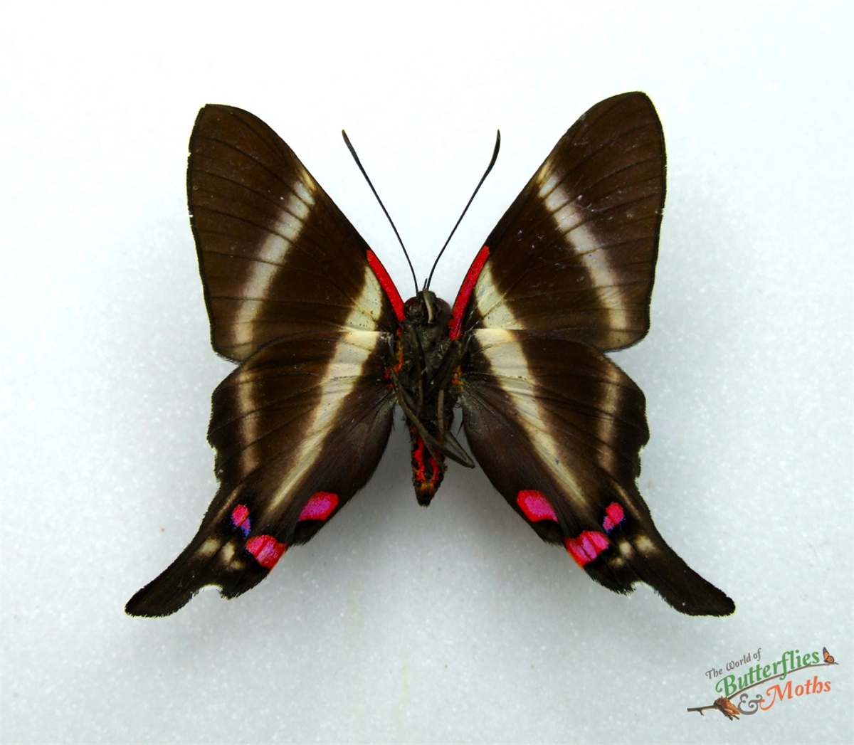 Rhetus periander Metalmark PERU - World of Butterflies and Moths