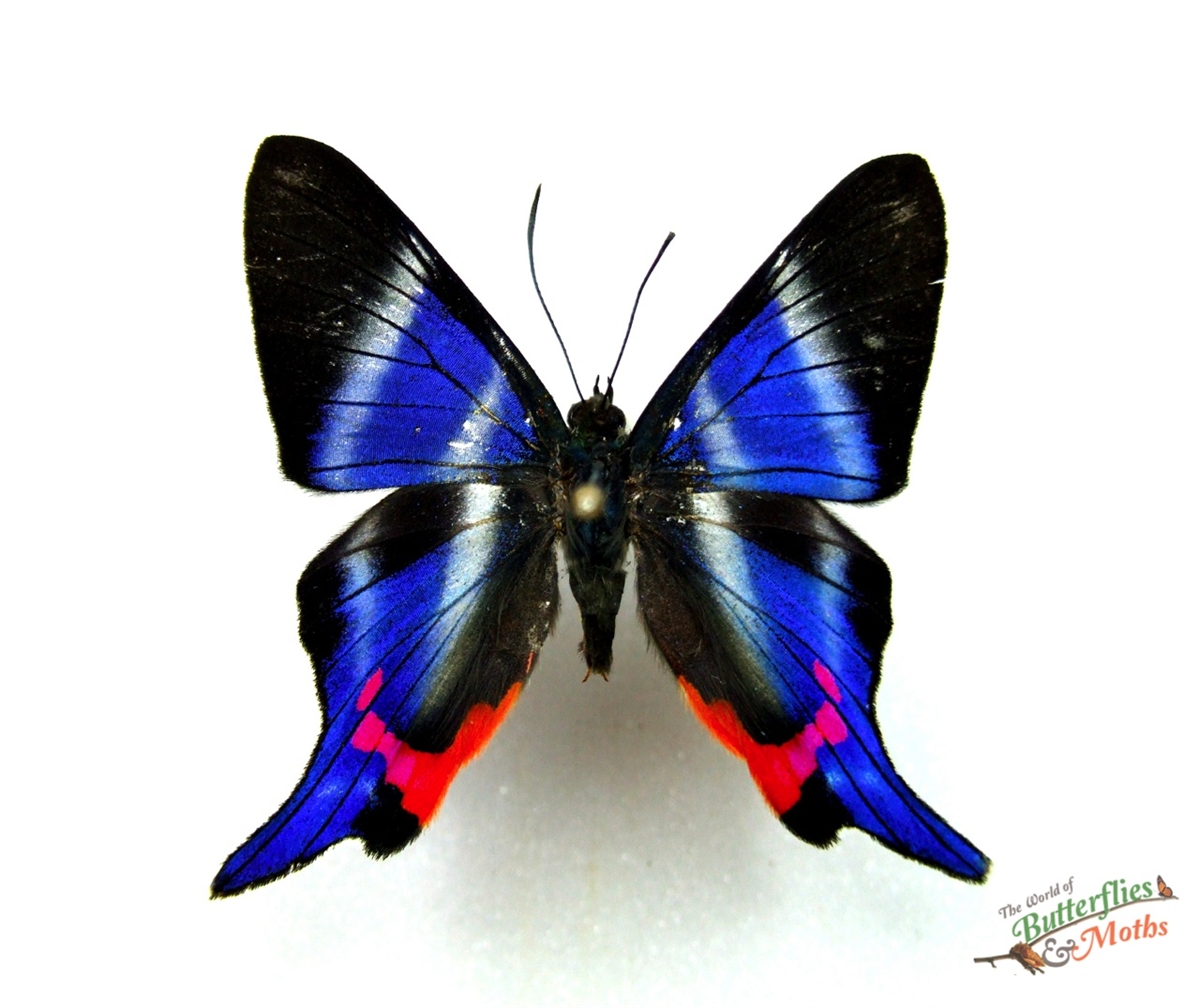 Rhetus dysonii PERU - World of Butterflies and Moths