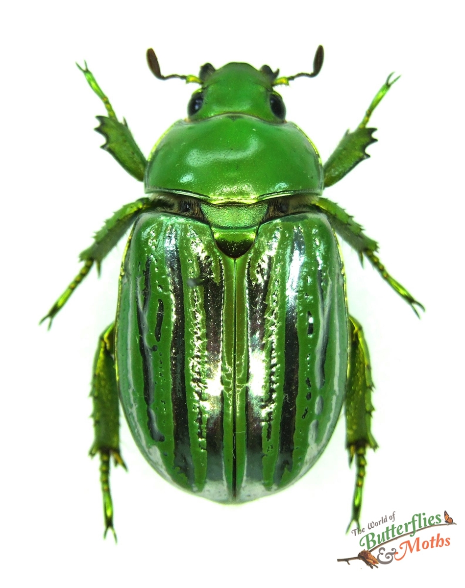 Chrysina gloriosa USA - World of Butterflies and Moths