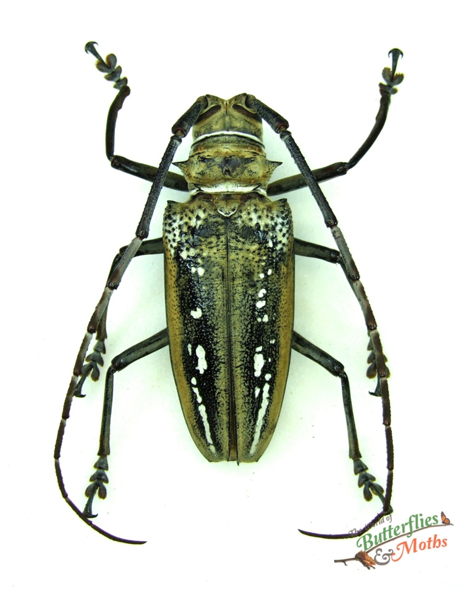 Batocera wallacei PNG - World of Butterflies and Moths