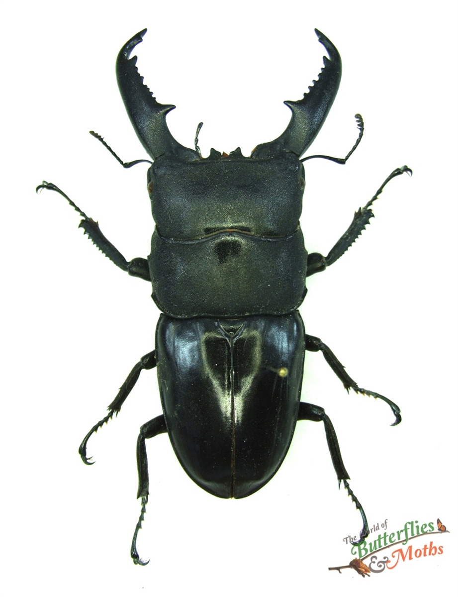 Dorcus titanus palawanicus PHILIPPINES - World of Butterflies and Moths