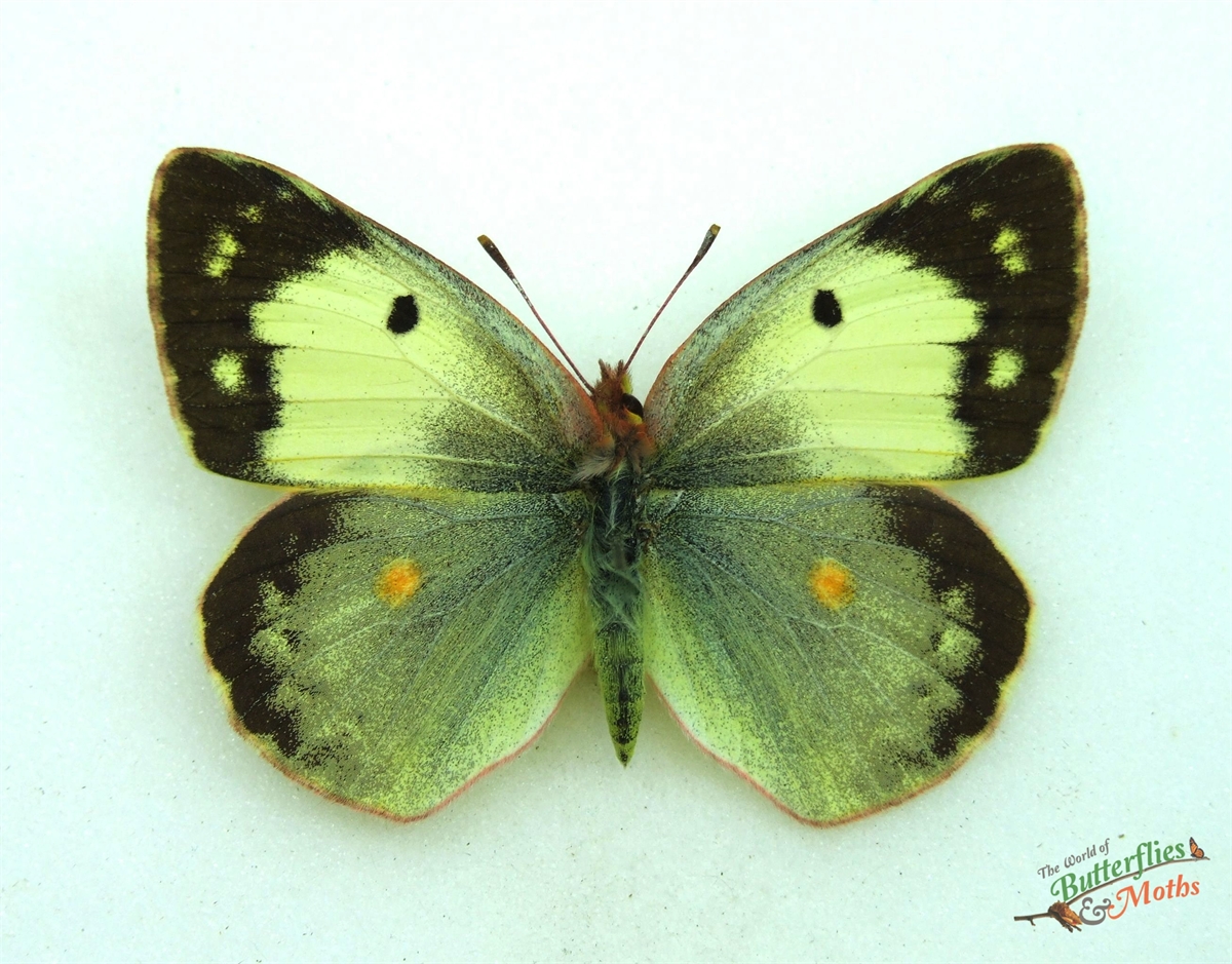 Colias crocea f. helice CLOUDED YELLOW - World of Butterflies and Moths