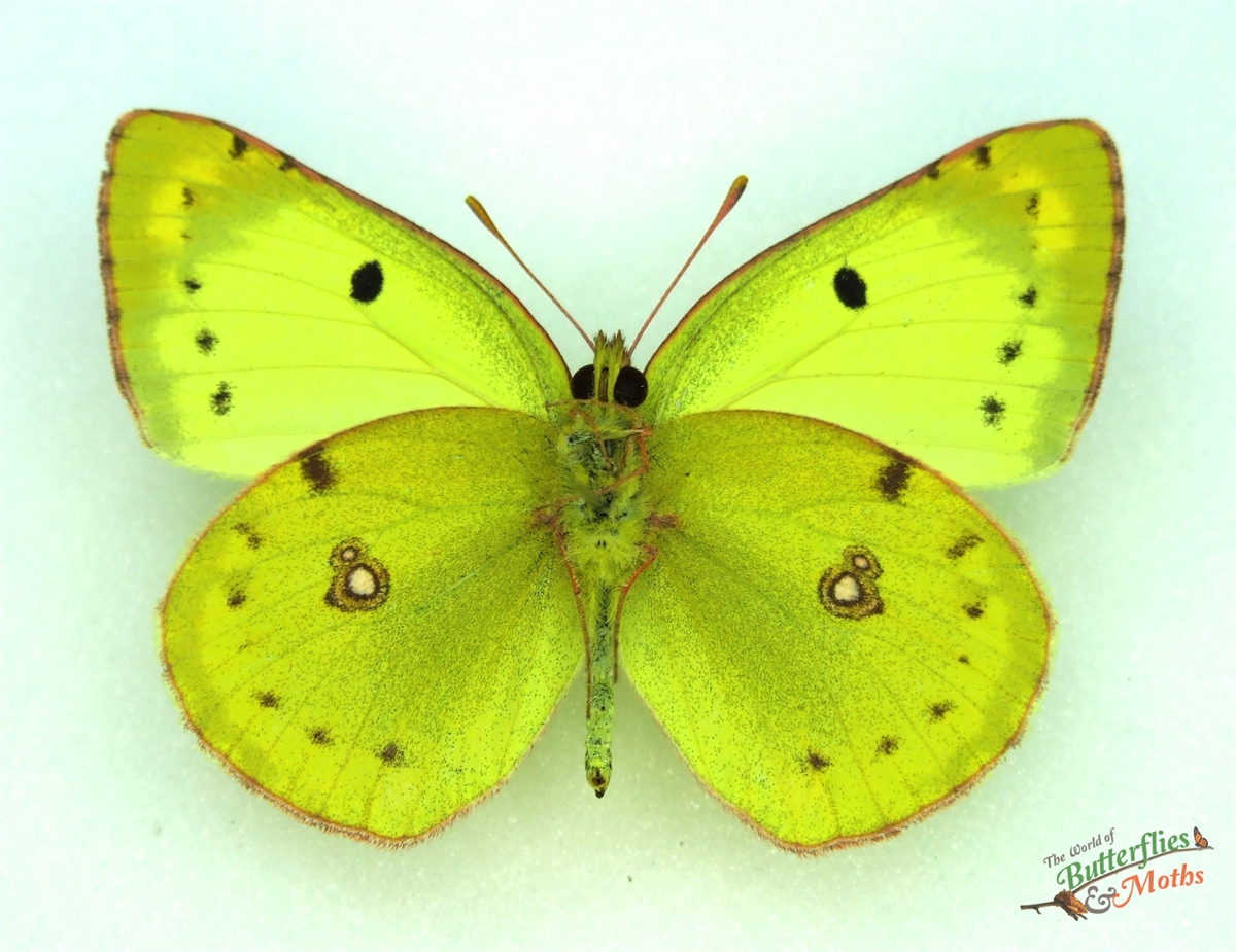Colias hyale PALE CLOUDED YELLOW - World of Butterflies and Moths