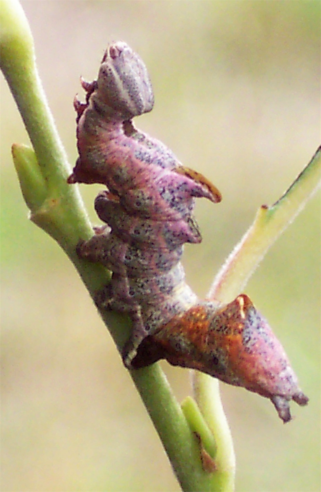 Pebble Prominent Moth (N.ziczac) - World of Butterflies and Moths