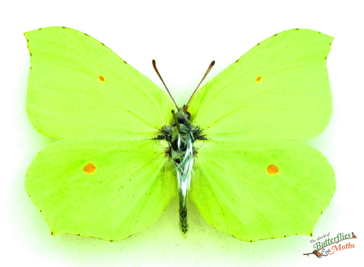 Gonepteryx rhamni BRIMSTONE - World of Butterflies and Moths
