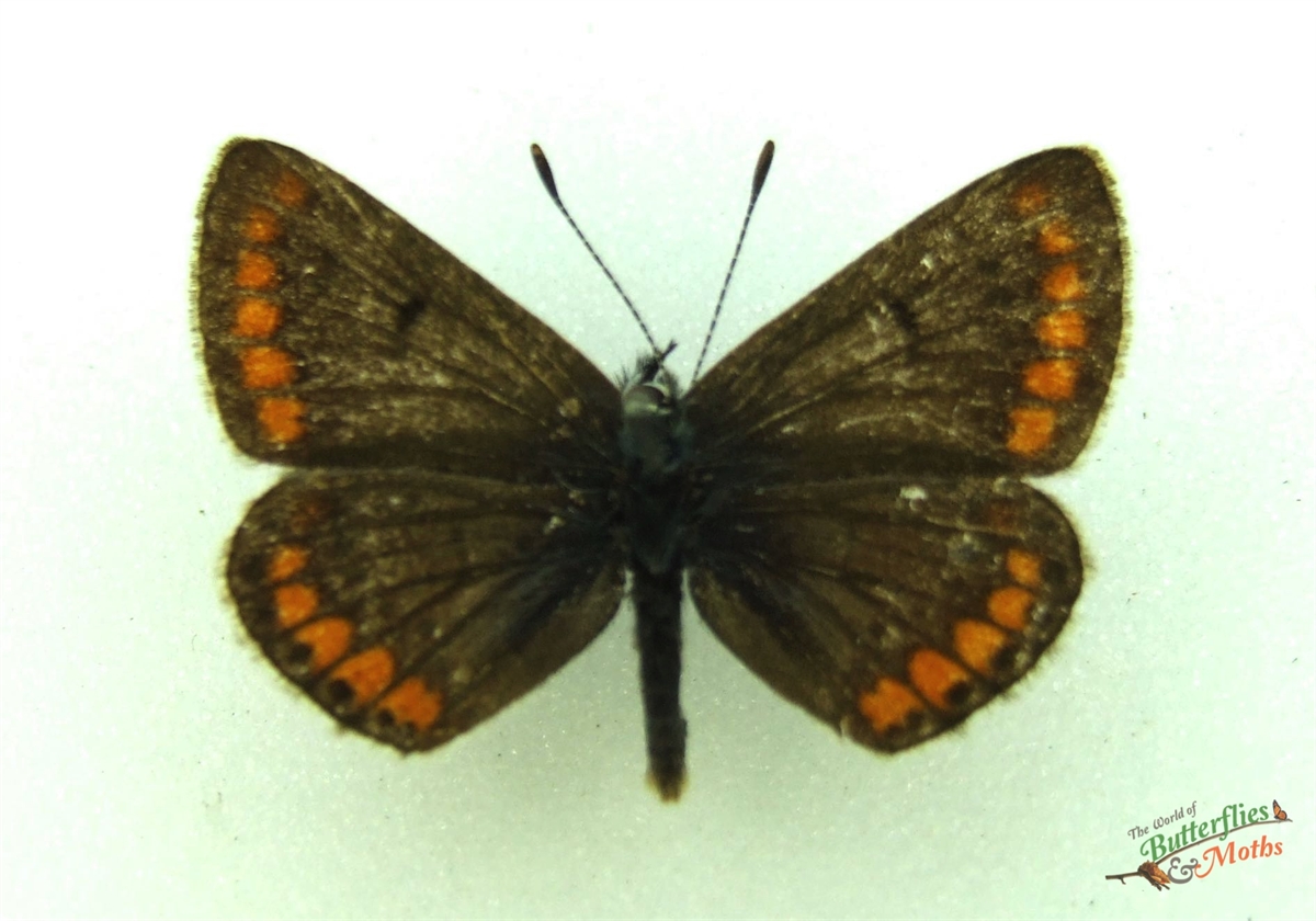 Plebeius agestis BROWN ARGUS butterfly - World of Butterflies and Moths