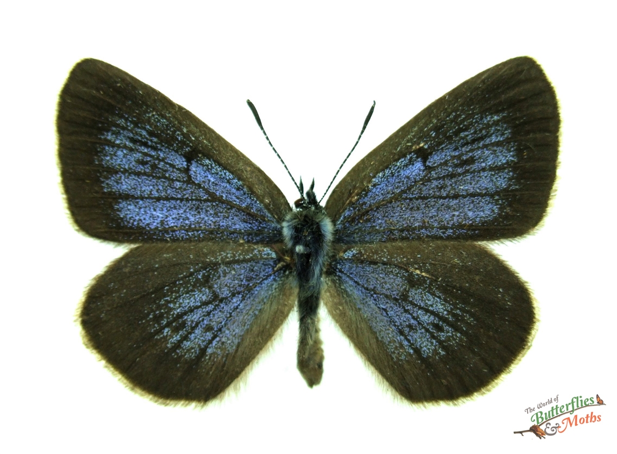 Phengaris (Maculinea) nausithous DUSKY LARGE BLUE - World of ...