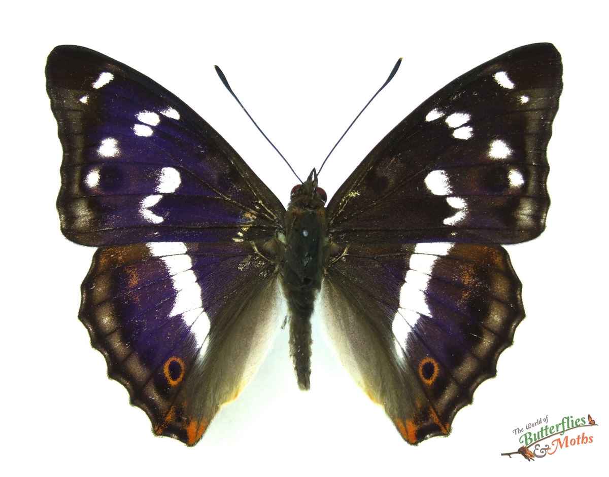 Apatura iris PURPLE EMPEROR butterfly - World of Butterflies and Moths