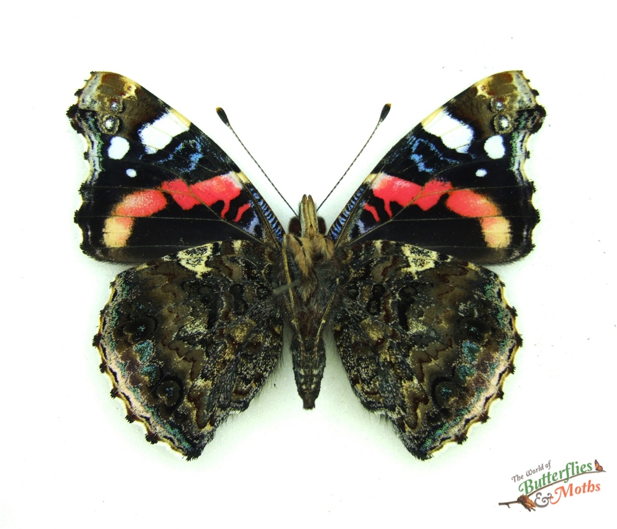 Vanessa atalanta RED ADMIRAL - World of Butterflies and Moths
