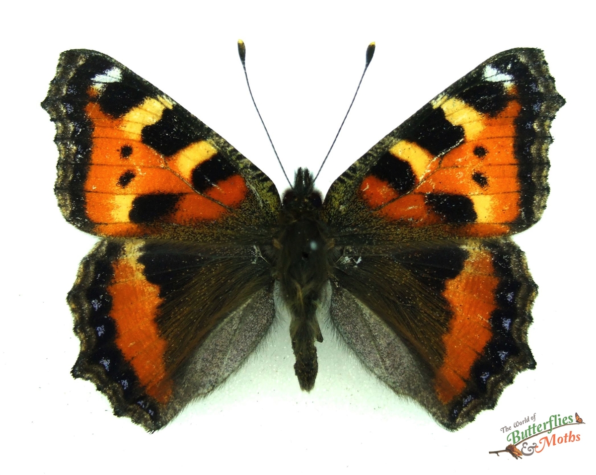 Aglais urticae SMALL TORTOISESHELL - World of Butterflies and Moths