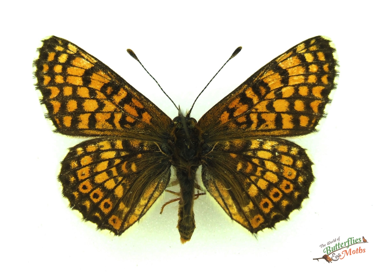 Melitaea cinxia Glanville Fritillary ENGLAND - World of Butterflies and ...