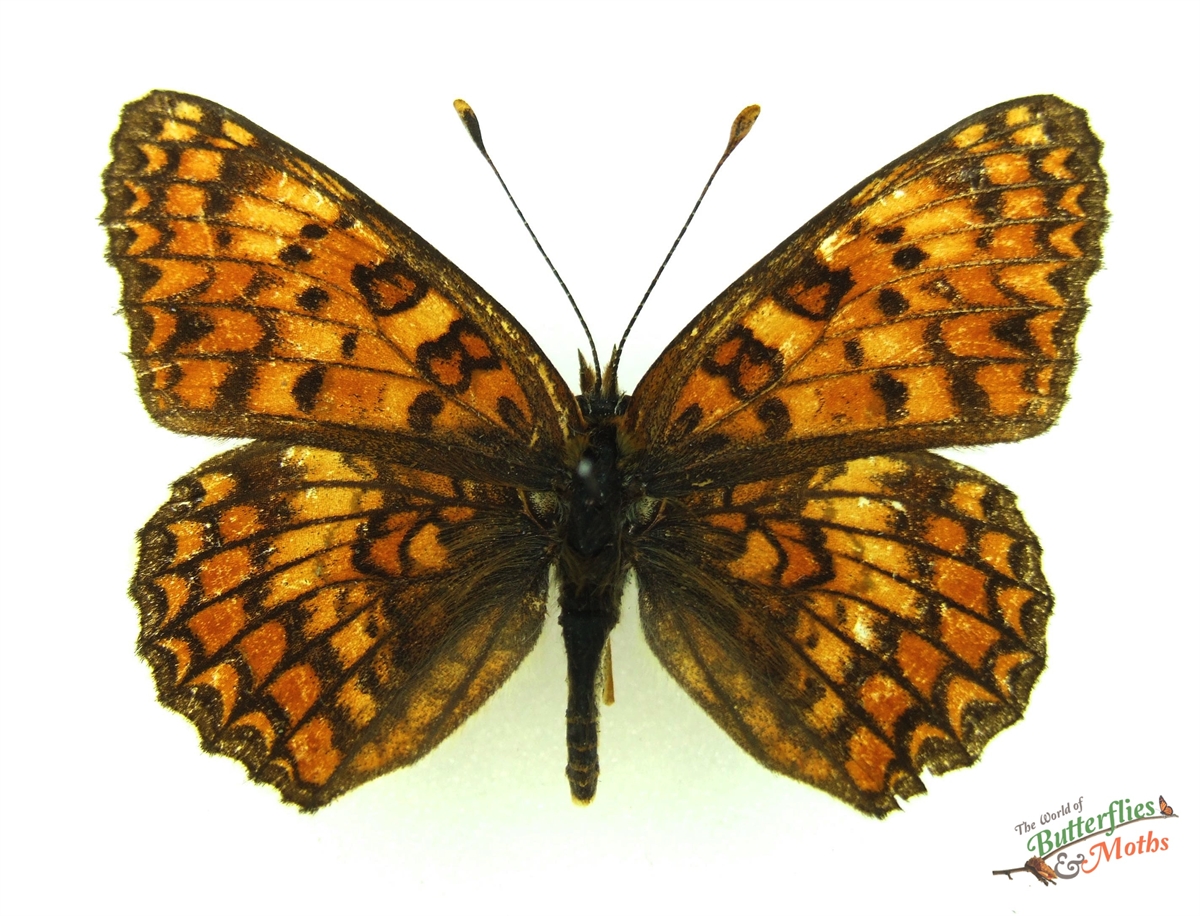 Melitaea phoebe KNAPWEED FRITILLARY - World of Butterflies and Moths