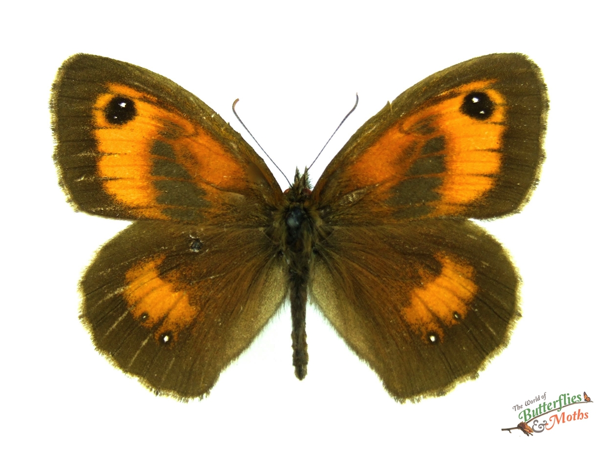 Pyronia tithonus GATEKEEPER butterfly - World of Butterflies and Moths